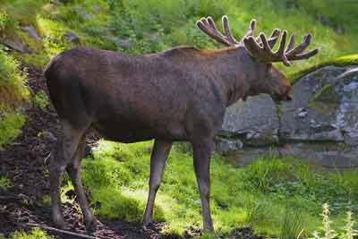 Viltuppslagsverk | Jägarexamen Online