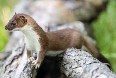 Mårddjur | Viltuppslagsverk