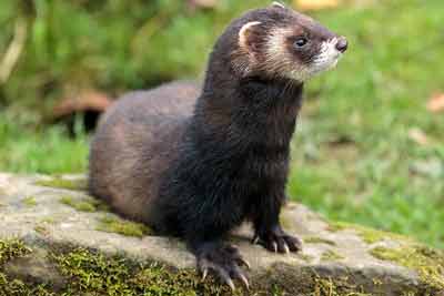 Mårddjur | Viltuppslagsverk