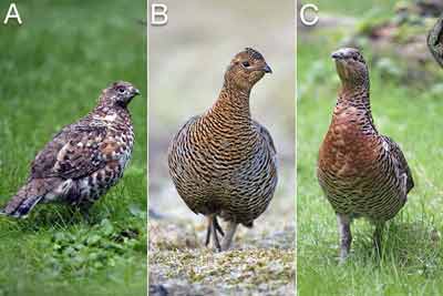 Förväxlingsbara arter | Viltuppslagsverk