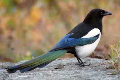 Kråkfåglar | Viltuppslagsverk