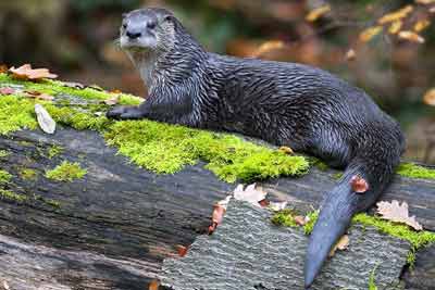 Mårddjur | Viltuppslagsverk